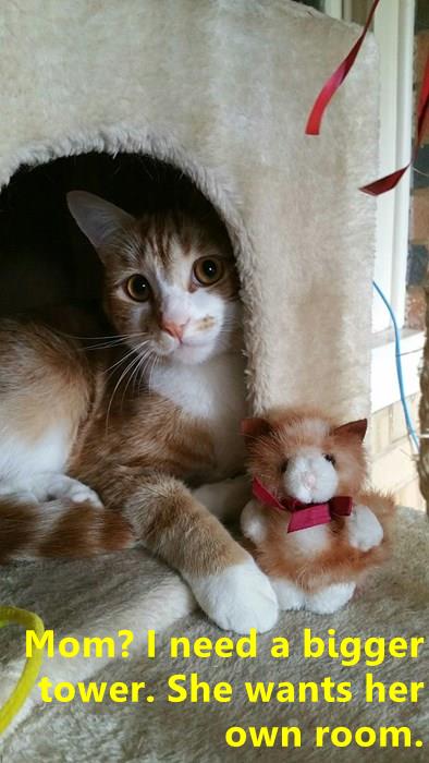 A bigger tower - Lolcats - lol | cat memes | funny cats | funny cat ...