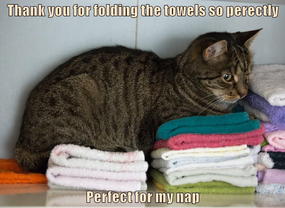 Thank you - Lolcats - lol | cat memes | funny cats | funny cat pictures ...