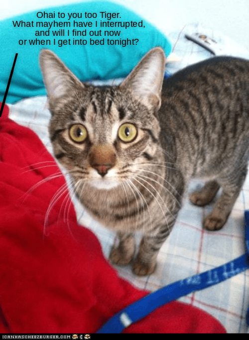 Uh - hi! - Lolcats - lol | cat memes | funny cats | funny cat pictures ...