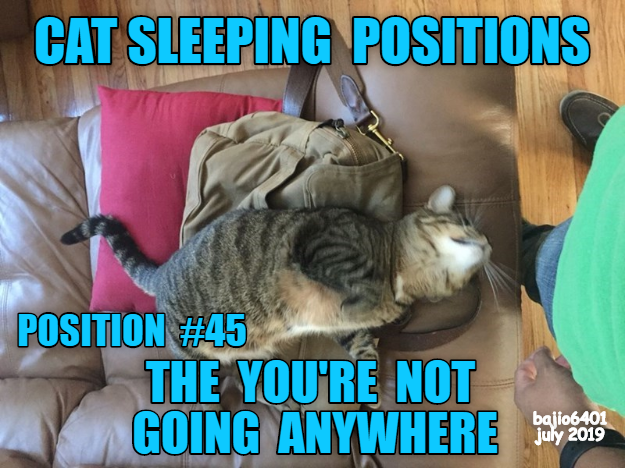 THE GUIDE TO CAT SLEEPING POSITIONS - Lolcats - lol | cat memes | funny ...