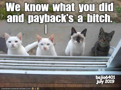 YOU MESSED WITH THE WRONG CATS - Lolcats - lol | cat memes | funny cats ...