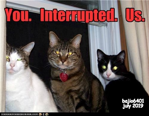 YOU SCREWED UP - Lolcats - lol | cat memes | funny cats | funny cat ...