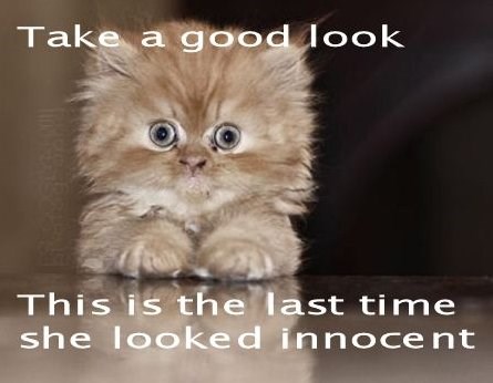 A good look - Lolcats - lol | cat memes | funny cats | funny cat ...