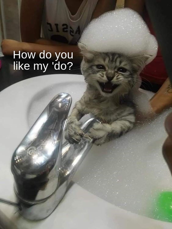 Dazzling - Lolcats - lol | cat memes | funny cats | funny cat pictures ...