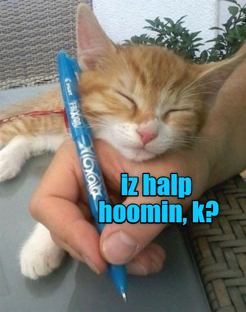 iz halp hoomin, k? - Lolcats - lol | cat memes | funny cats | funny cat ...