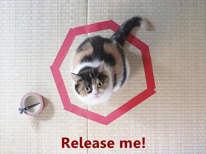 Release me! - Lolcats - lol | cat memes | funny cats | funny cat ...