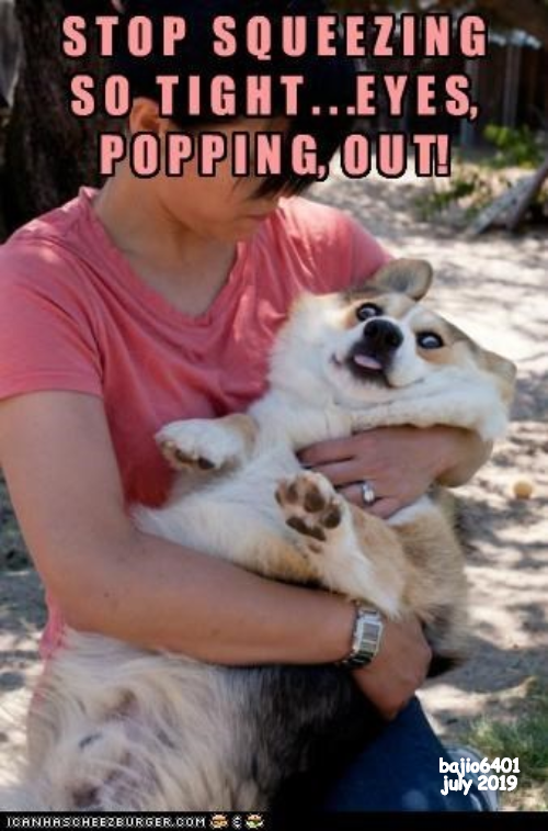STOP SQUEEZING - I Has A Hotdog - Dog Pictures - Funny pictures of dogs ...