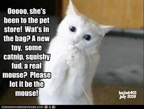 Lolcats - catnip - LOL at Funny Cat Memes - Funny cat pictures with ...