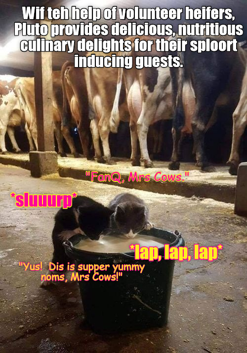 Thotful awiens provide fur their abductees. KKPS 2019 - Lolcats - lol ...