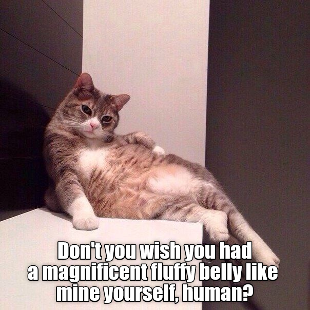 It's impressive but no. - Lolcats - lol | cat memes | funny cats ...