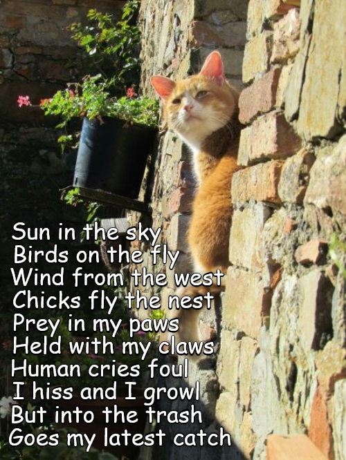 Sun in the sky - Lolcats - lol | cat memes | funny cats | funny cat ...