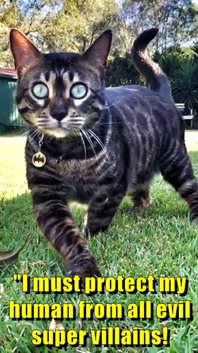 Must. Protect. My human. - Lolcats - lol | cat memes | funny cats ...