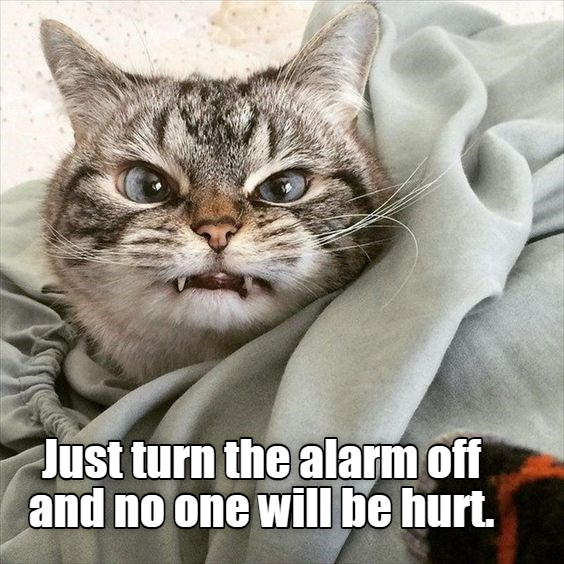 You snooze you loose - Lolcats - lol | cat memes | funny cats | funny ...