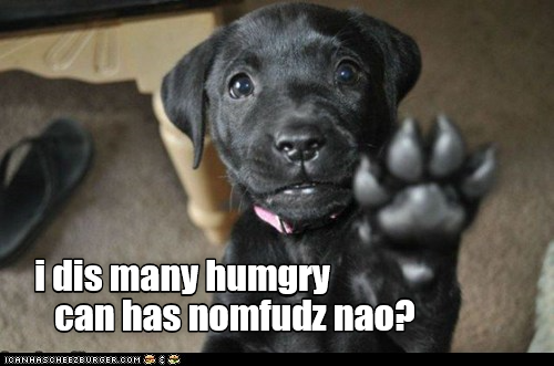 i dis many humgry can has nomfudz nao? - I Has A Hotdog - Dog Pictures ...