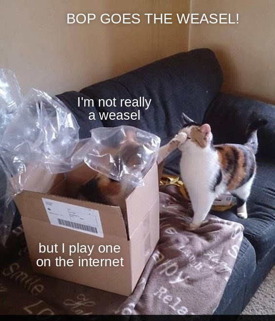 Bop goes the weasel! - Lolcats - lol | cat memes | funny cats | funny ...