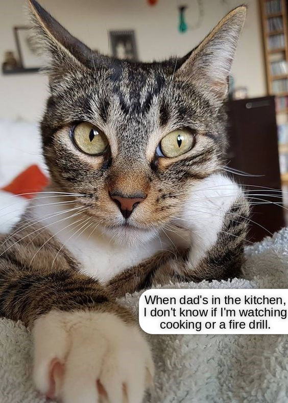 Both? - Lolcats - lol | cat memes | funny cats | funny cat pictures ...