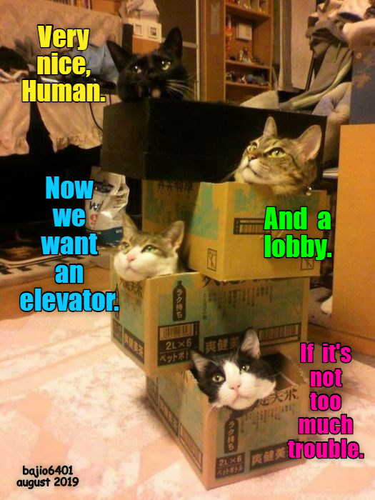 YOU'RE NOT DONE BUILDING YET - Lolcats - lol | cat memes | funny cats ...