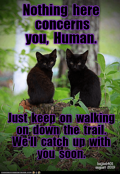 I'D TURN AROUND AND RUN TO MY CAR - Lolcats - lol | cat memes | funny ...