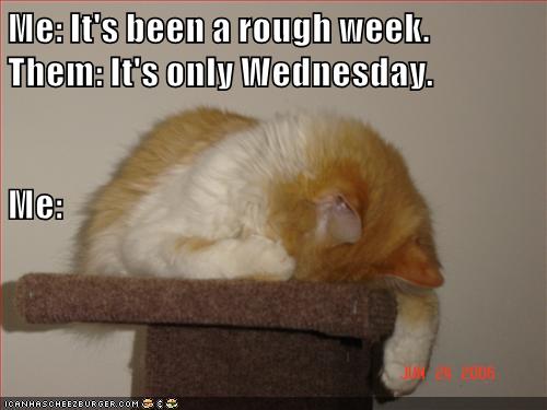 It's only Wednesday - Lolcats - lol | cat memes | funny cats | funny ...