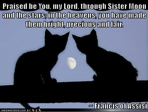 Praised - Cats N' Kittens - Cat Pictures - Cute Kittens