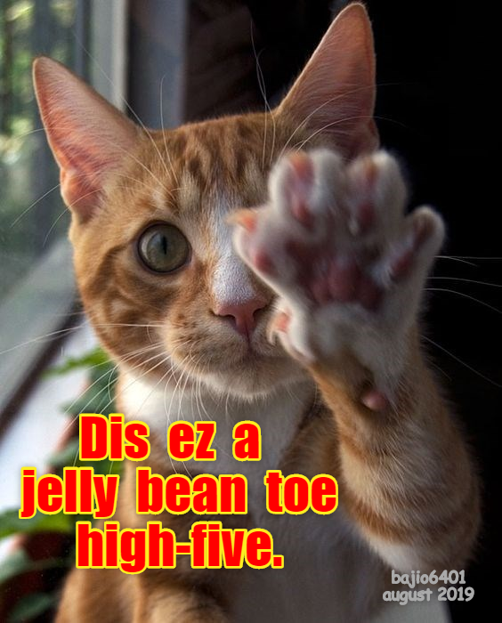 THE BEST KIND OF HIGH-FIVE THERE IS - Lolcats - lol | cat memes | funny cats | funny cat ...