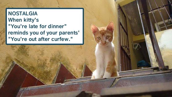 Lolcats - meme - LOL at Funny Cat Memes - Funny cat pictures with words ...