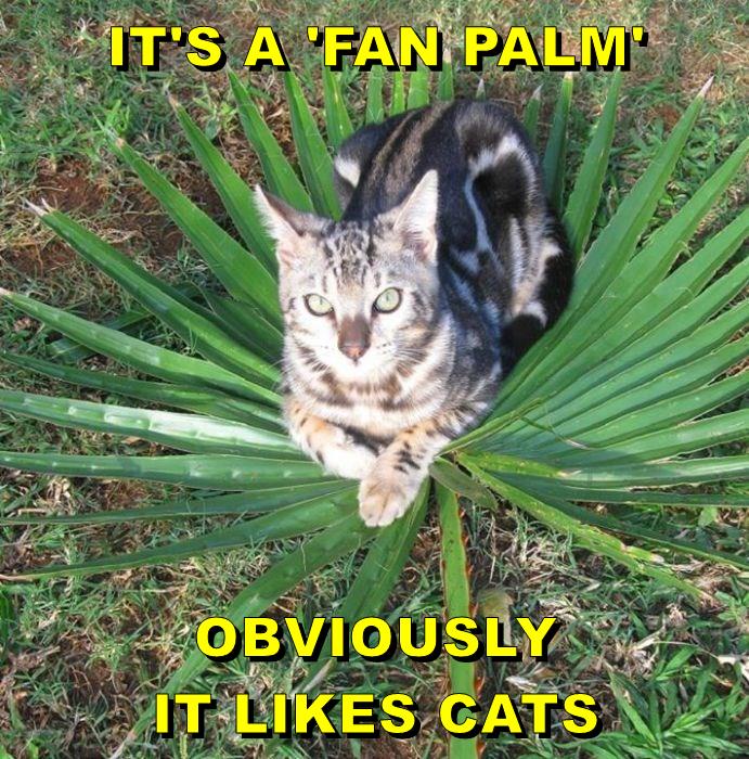 IT'S A 'FAN PALM' OBVIOUSLY IT LIKES CATS - Lolcats - lol | cat memes ...