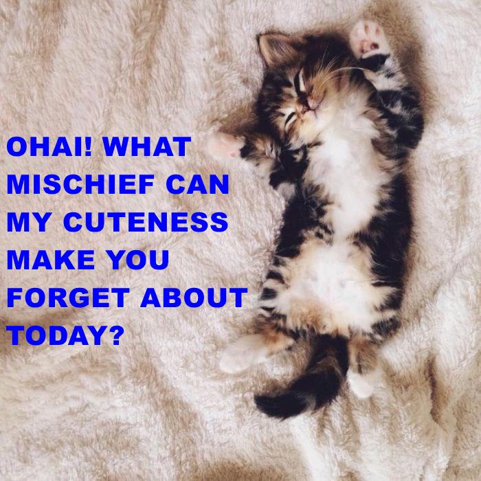 OHAI! - Lolcats - lol | cat memes | funny cats | funny cat pictures ...