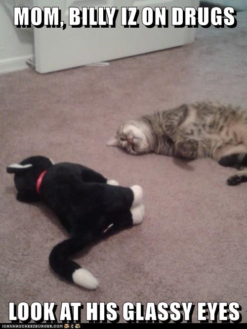 GLASSY EYES - Lolcats - lol | cat memes | funny cats | funny cat ...