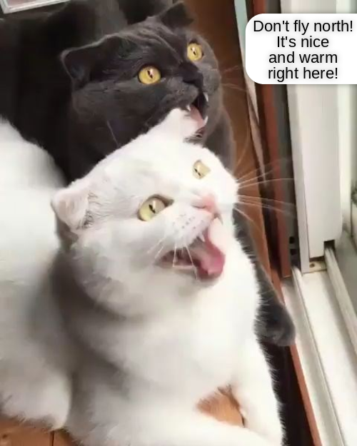 Flying buffet - Lolcats - lol | cat memes | funny cats | funny cat ...