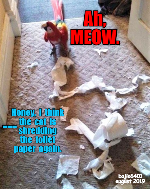 THIS TIME THE CAT IS INNOCENT - Animal Comedy - Animal Comedy, funny ...