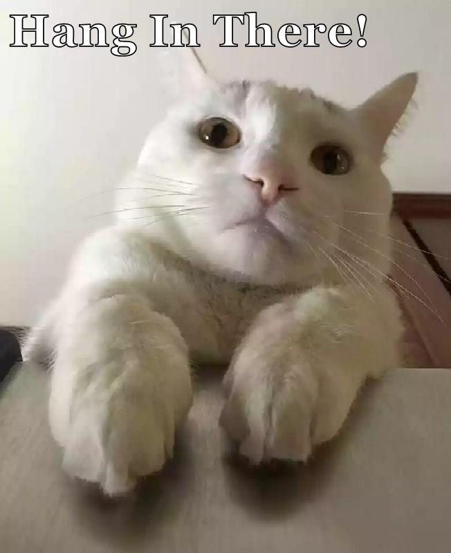 Lolcats - cat memes - Page 5 - LOL at Funny Cat Memes - Funny cat ...