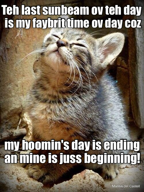 Sleep all day, play all night! - Lolcats - lol | cat memes | funny cats ...