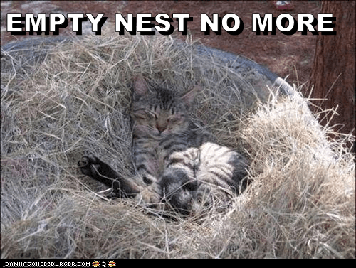 Lolcats - nest - LOL at Funny Cat Memes - Funny cat pictures with words ...
