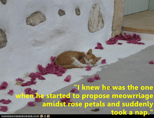 Lolcats - marriage - LOL at Funny Cat Memes - Funny cat pictures with ...