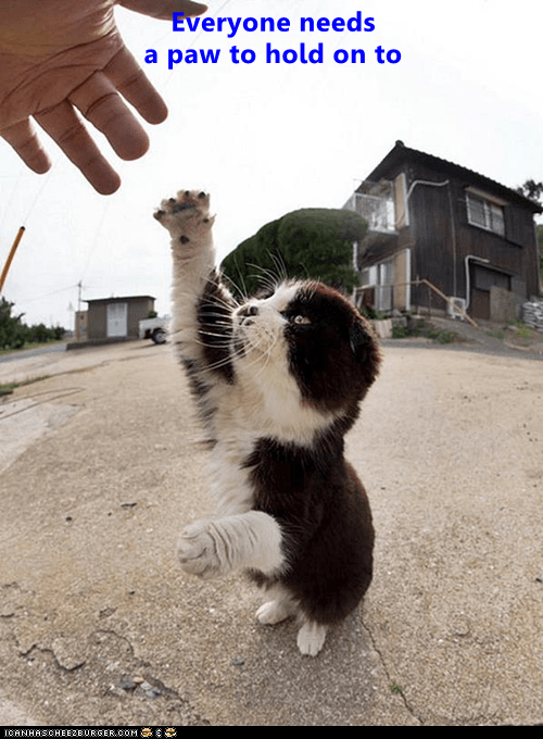 Everyone needs a paw to hold on to - Lolcats - lol | cat memes | funny ...