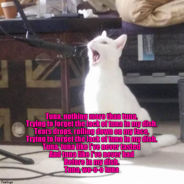 Tuna, wo-o-o tuna! - Lolcats - lol | cat memes | funny cats | funny cat ...