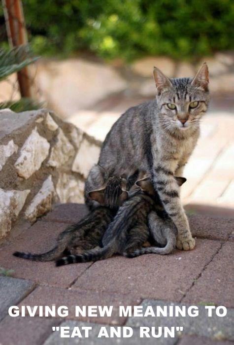 "EAT AND RUN" - Lolcats - lol | cat memes | funny cats | funny cat ...