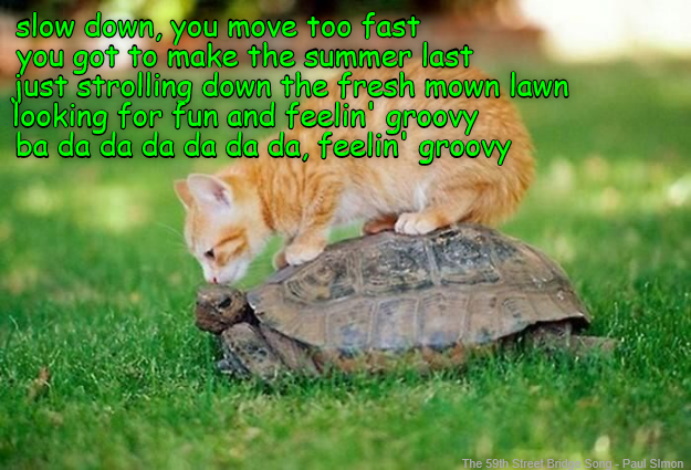 Feelin' groovy... - Lolcats - lol | cat memes | funny cats | funny cat ...