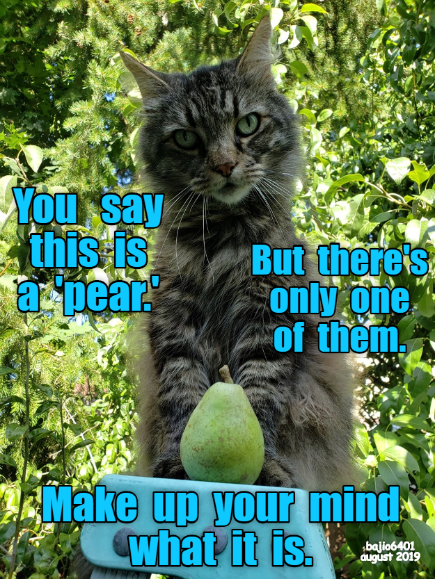 YOU'RE DRIVING ME CRAZY - Lolcats - lol | cat memes | funny cats ...
