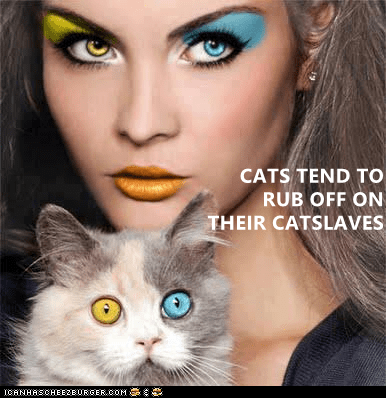 CATS TEND TO - Lolcats - lol | cat memes | funny cats | funny cat ...