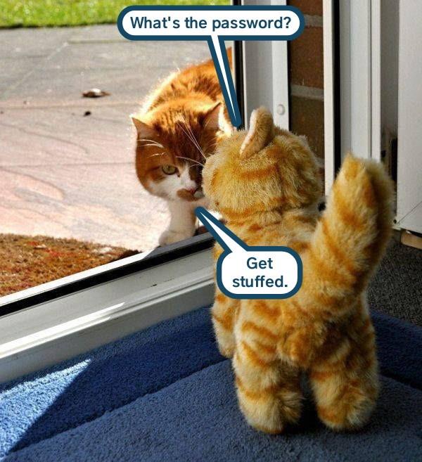 What's the password? - Lolcats - lol | cat memes | funny cats | funny ...