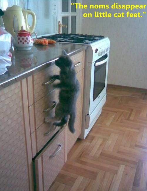 "The noms disappear on little cat feet." - Lolcats - lol | cat memes ...