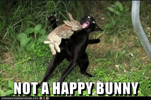 NOT A HAPPY BUNNY - Animal Comedy - Animal Comedy, funny animals ...