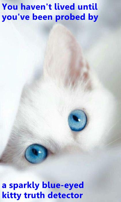 You haven't lived until you've been probed by a sparkly blue-eyed kitty ...
