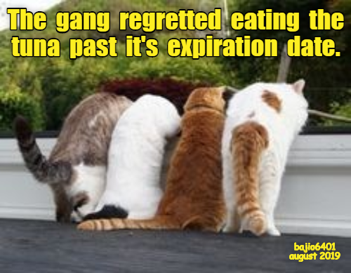 NEVER AGAIN - Lolcats - lol | cat memes | funny cats | funny cat ...