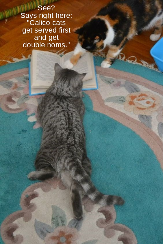 Pulling your paw - Lolcats - lol | cat memes | funny cats | funny cat ...