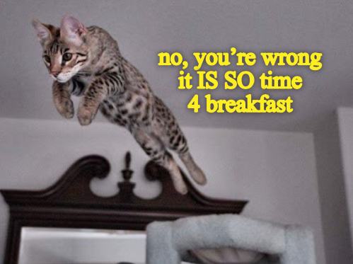 The Winning Argument - Lolcats - lol | cat memes | funny cats | funny ...