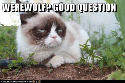 GOOD QUESTION - Lolcats - lol | cat memes | funny cats | funny cat ...