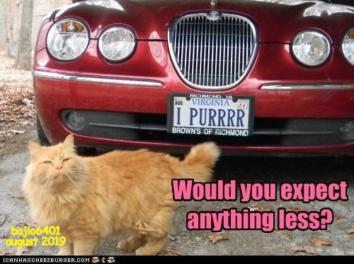 OF COURSE NOT - Lolcats - lol | cat memes | funny cats | funny cat ...